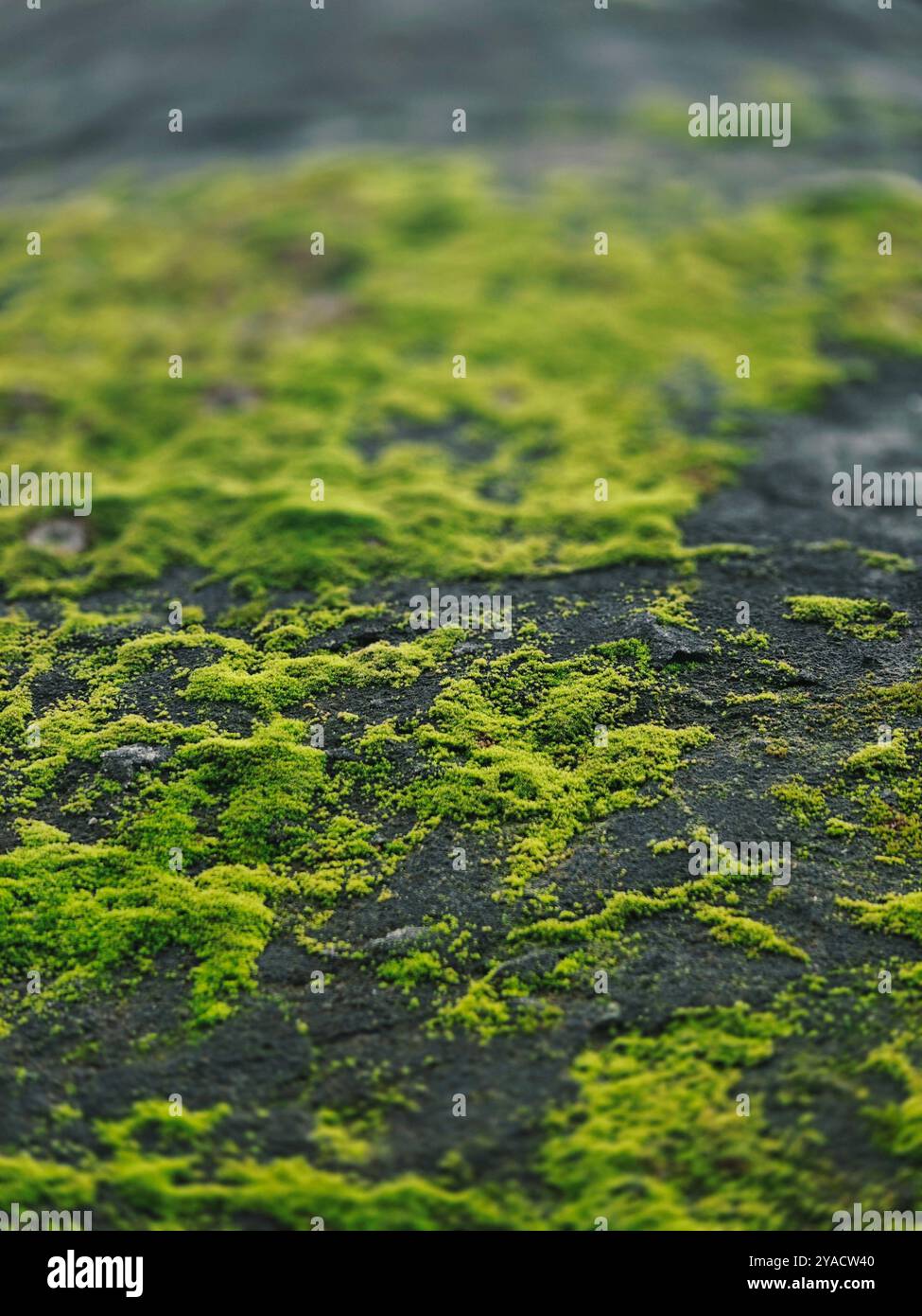Vertikale mooswand -Fotos und -Bildmaterial in hoher Auflösung – Alamy