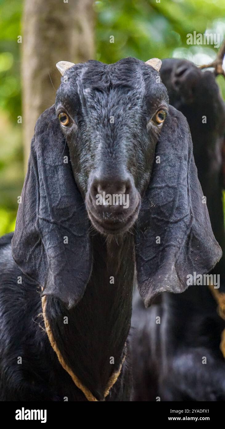 Hochwertiges Nahfoto von Ziegen. Eine langohrige Ziege, die nach oben ...