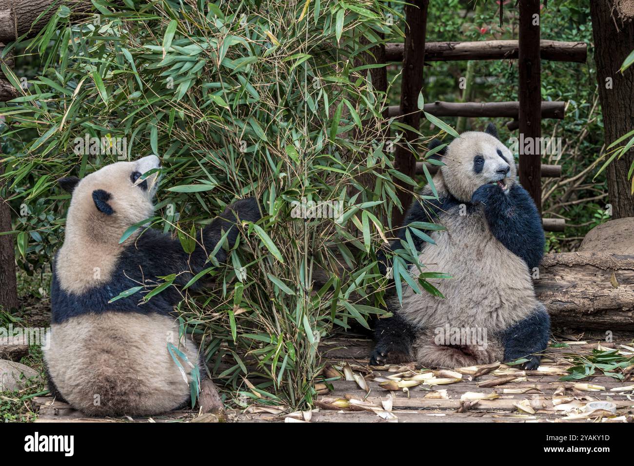 CHENGDU, CHINA - 14. OKTOBER 2024 - Ein Riesenpanda genießt frischen ...