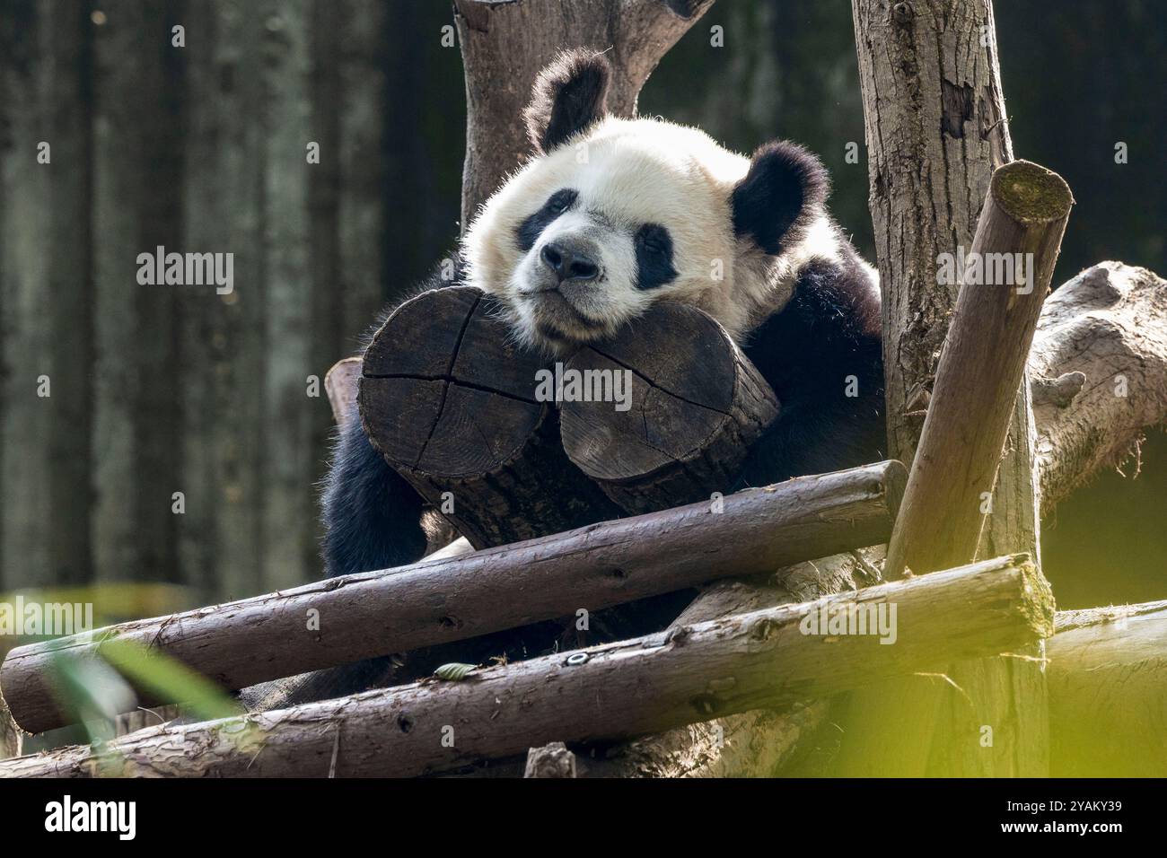 CHENGDU, CHINA - 14. OKTOBER 2024 - Ein Riesenpanda genießt frischen ...