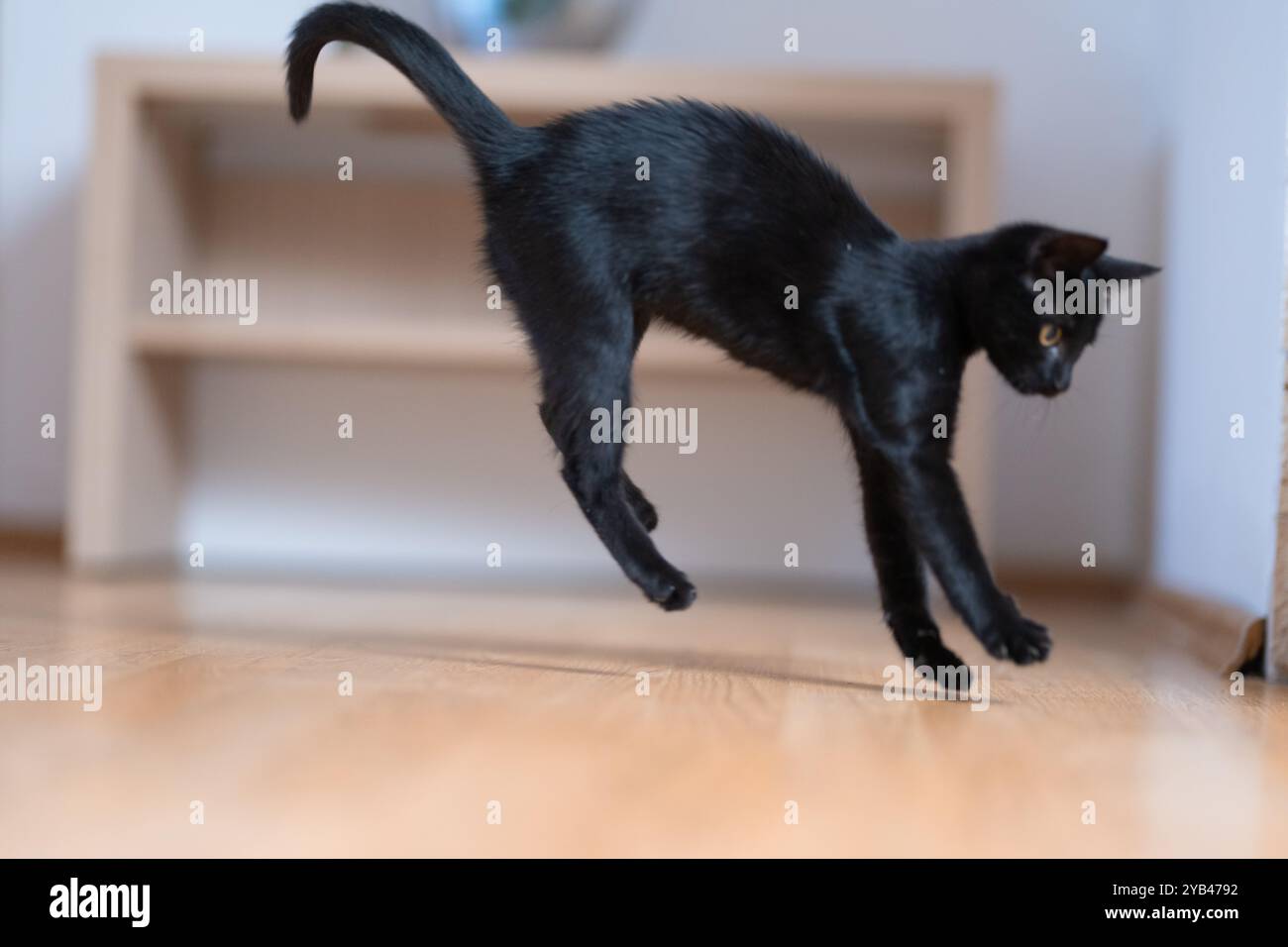Spielerische haltung der katze -Fotos und -Bildmaterial in hoher ...