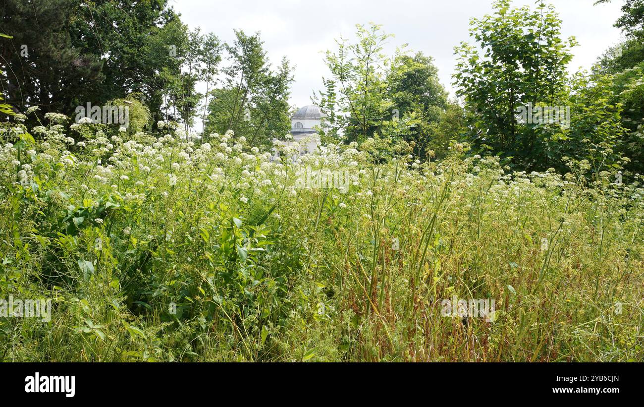 Gefleckte petersilie -Fotos und -Bildmaterial in hoher Auflösung – Alamy