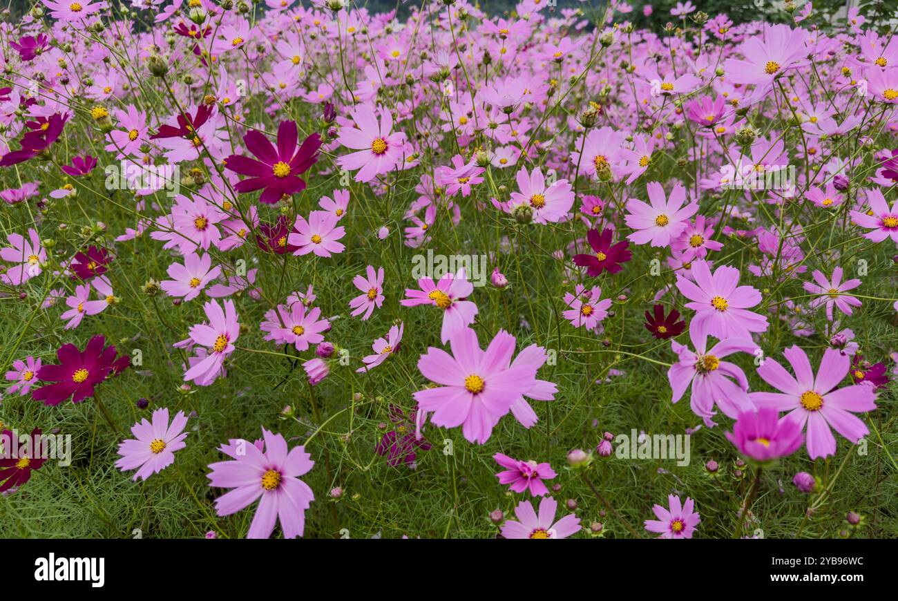 Kosmosblume mit landschaft -Fotos und -Bildmaterial in hoher Auflösung – Alamy