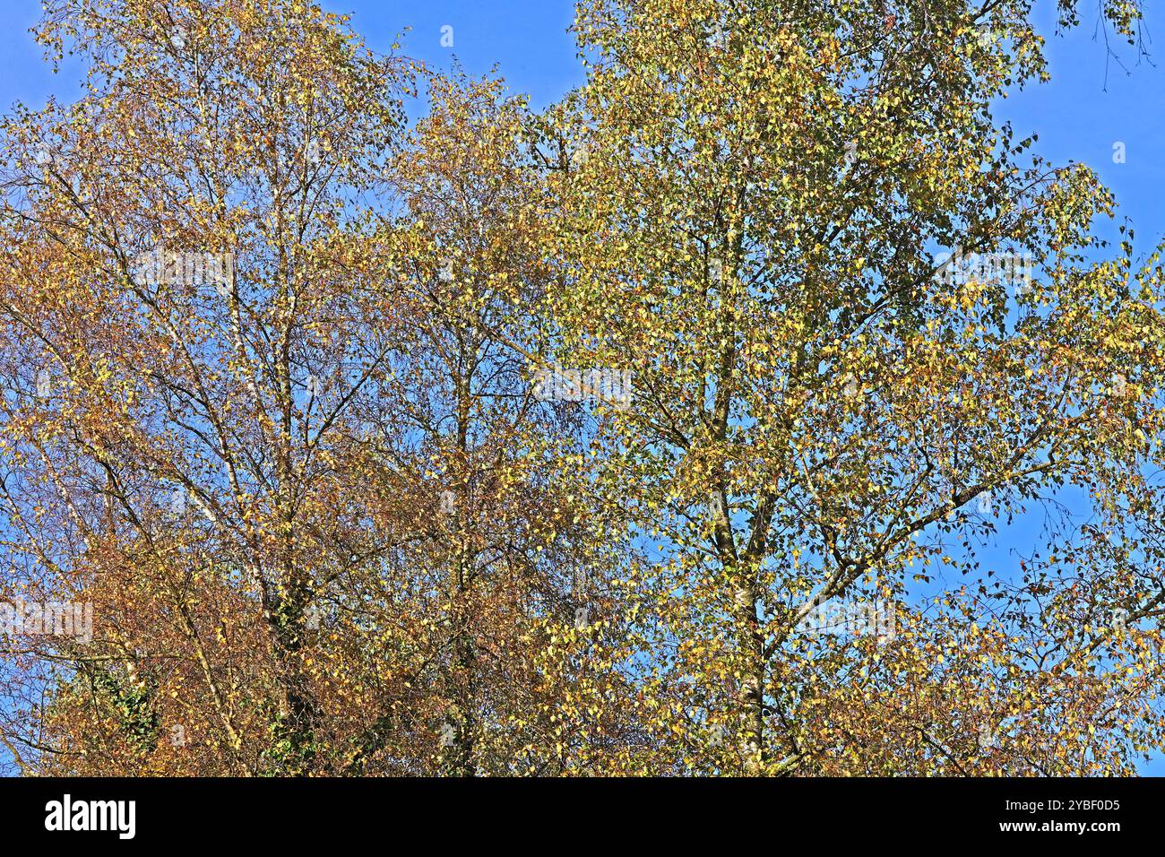 Wildwachsende Laubbäume im Herbst der Wildwuchs unterschiedlicher ...
