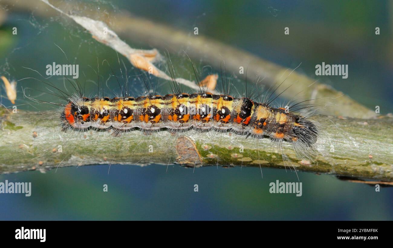 Dunkler dolch acroncta tridens -Fotos und -Bildmaterial in hoher ...
