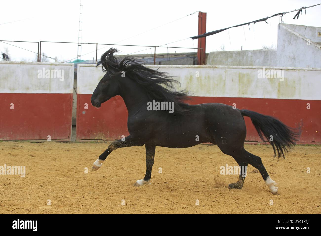 Schwarzes pferd springen -Fotos und -Bildmaterial in hoher Auflösung ...