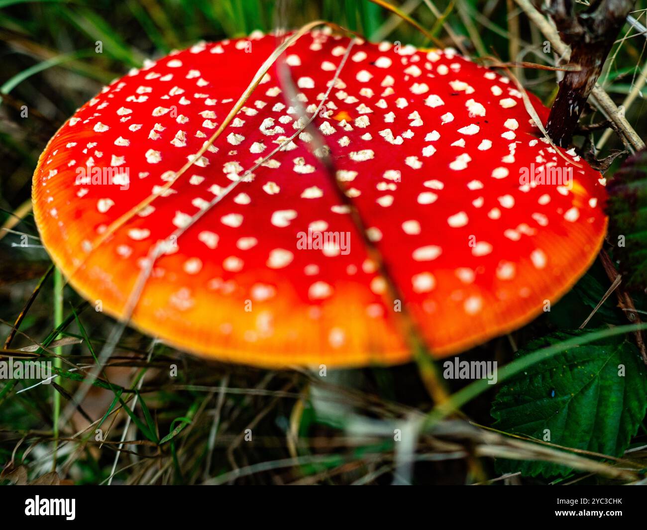 Erstaunlich Fliegenpilz Ohne Punkte Fotos