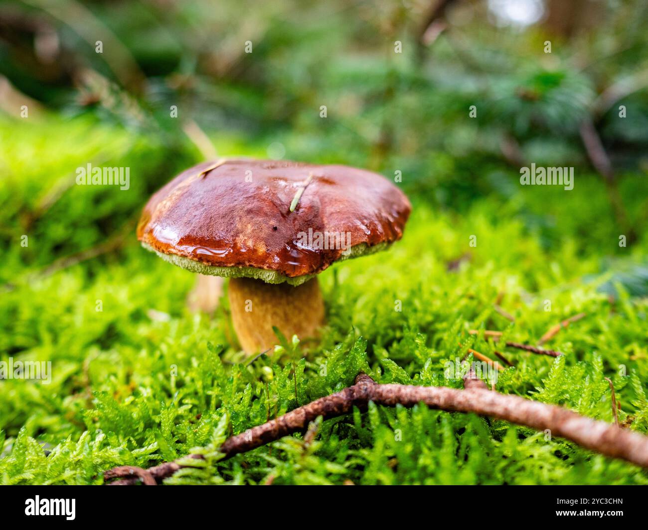 Ein kleiner brauner Pilz wächst auf dem Moos auf. Es ist Herbst, was ...