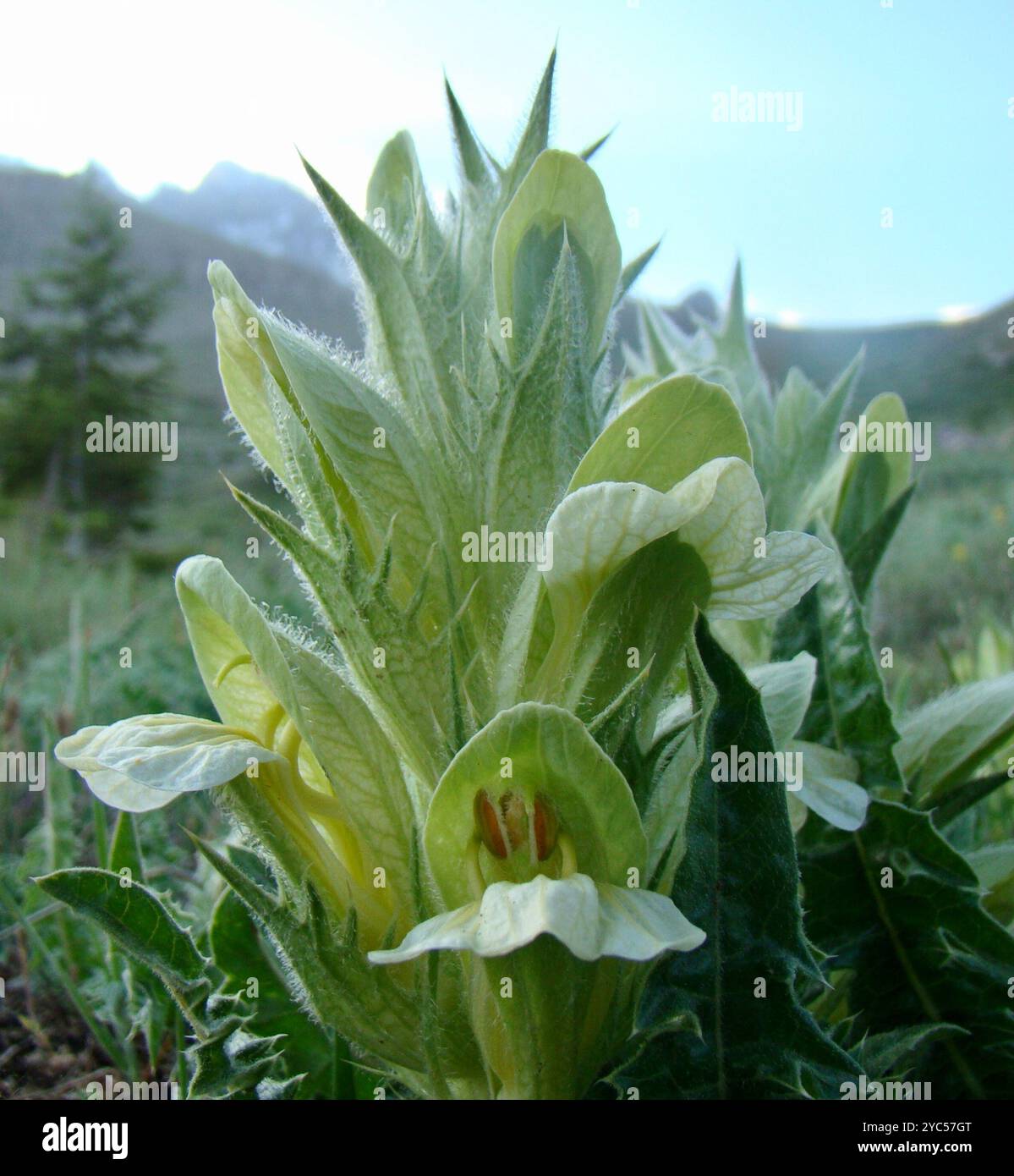 Acanthus hirsutus -Fotos und -Bildmaterial in hoher Auflösung – Alamy