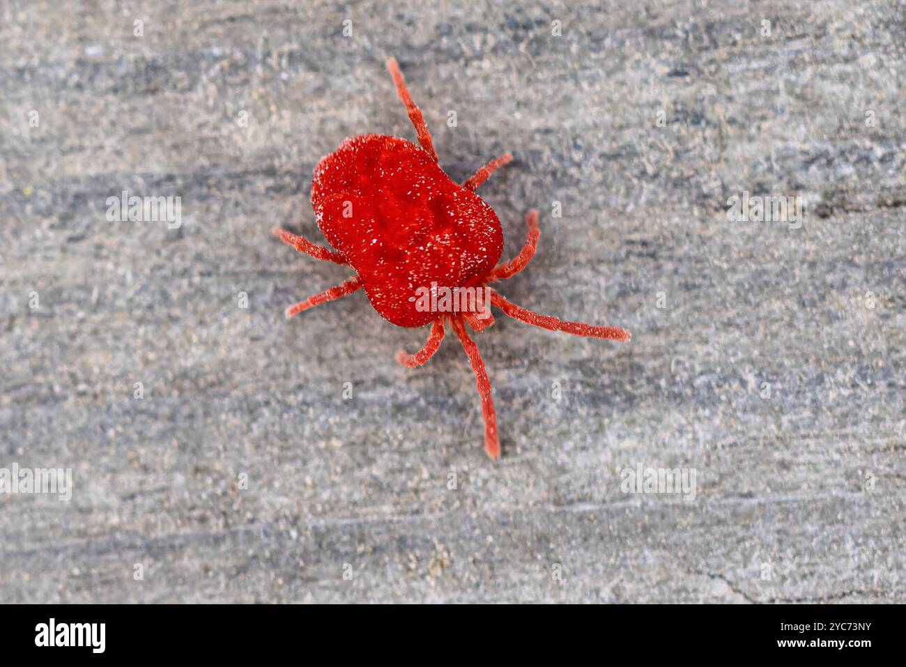 Die Rotmilbe (Trombidium holosericeum) ist eine Milbenart der Gattung ...