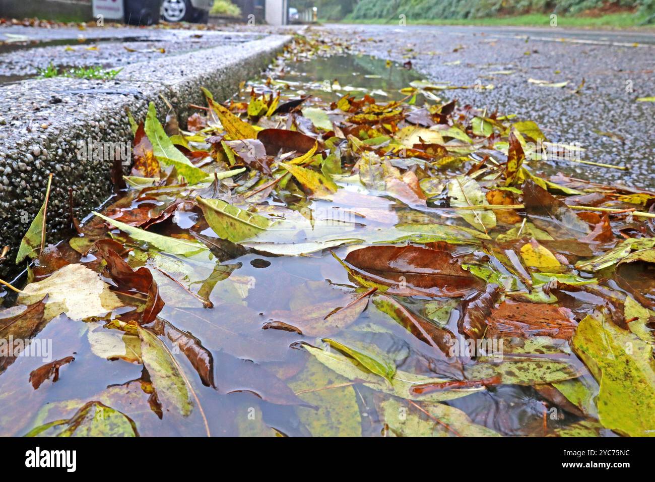 Wasserabfluss und Laub im Herbst das keine Herbstlaub einer ...