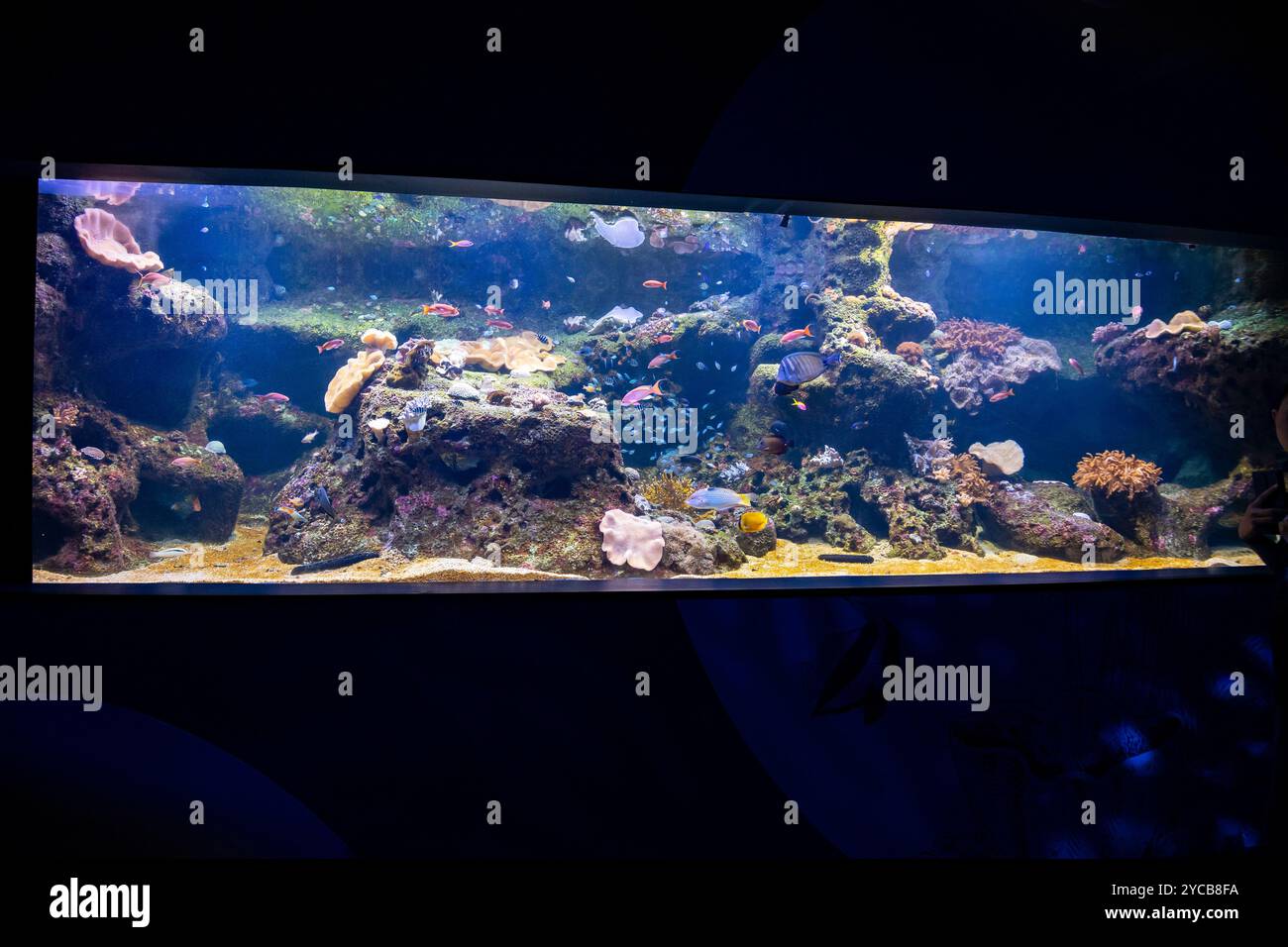 Ausstellungsraum, Aquarium, Odysseo Oceanarium Mauritius, Showaquarium ...