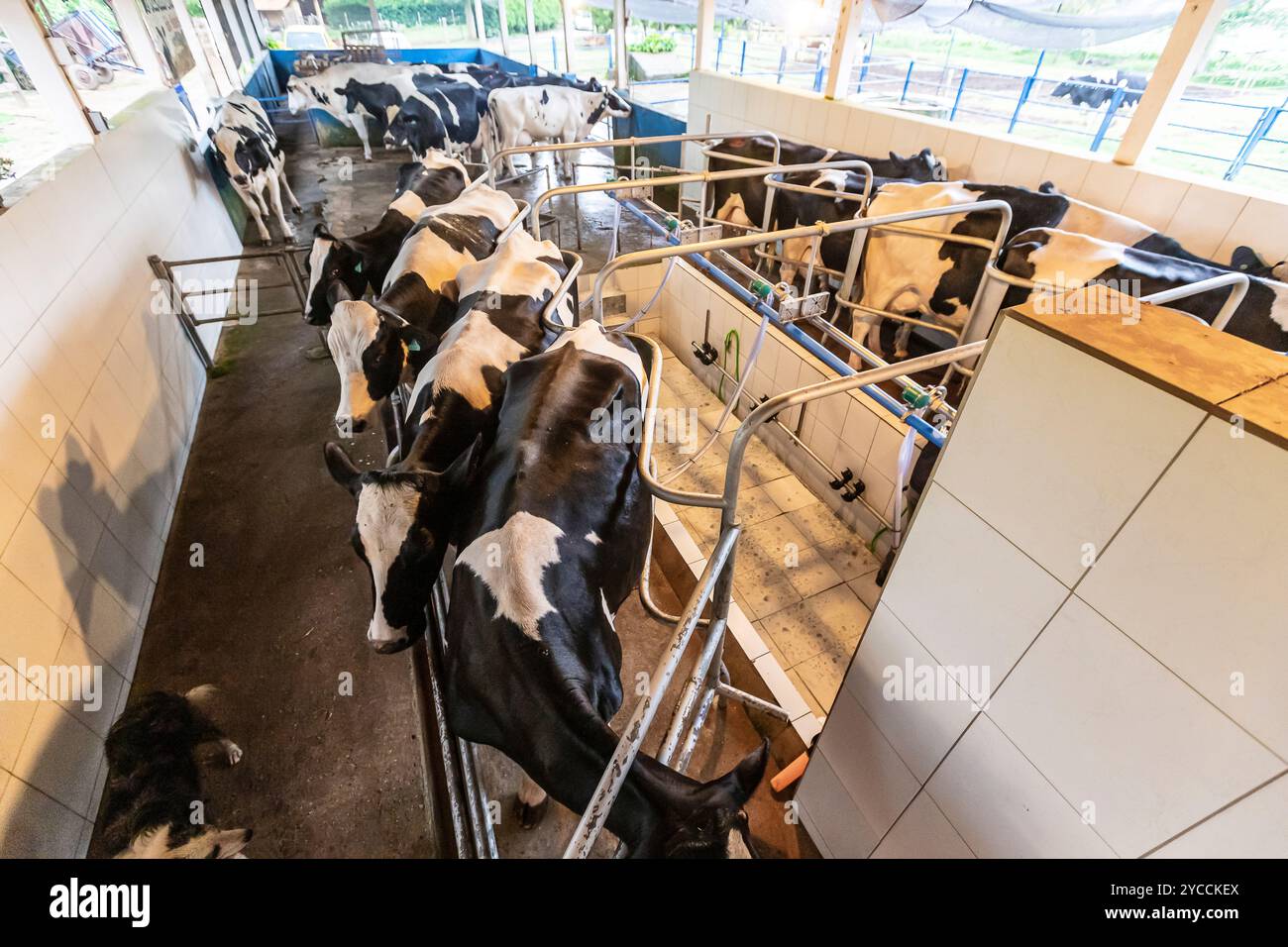 Kuhstall bäuerin melken -Fotos und -Bildmaterial in hoher Auflösung – Alamy