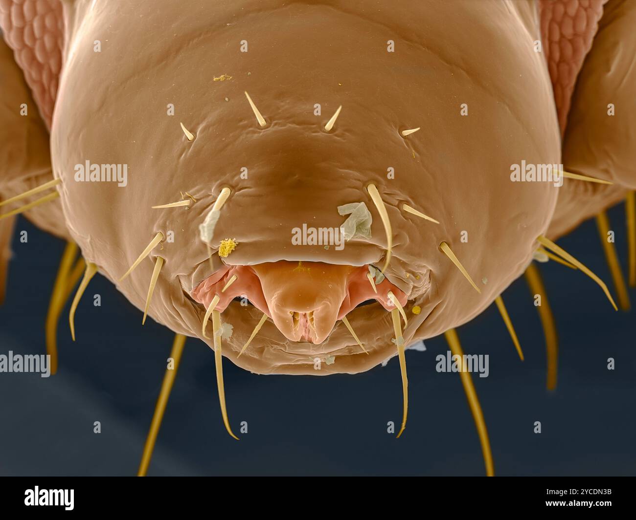 Farbige Rasterelektronenmikrographie einer Kopflaus (Pediculus humanus ...
