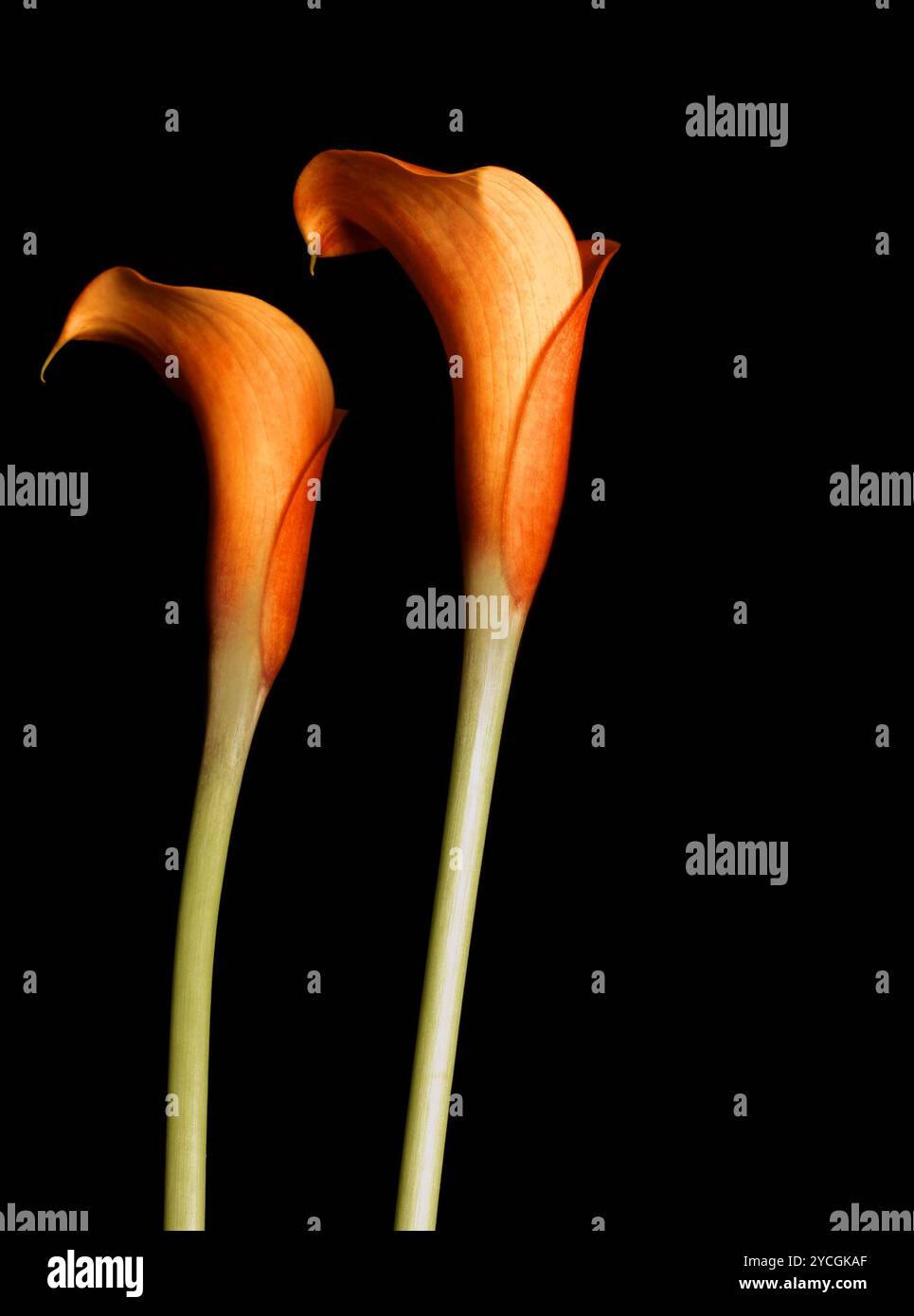Calla mango -Fotos und -Bildmaterial in hoher Auflösung – Alamy