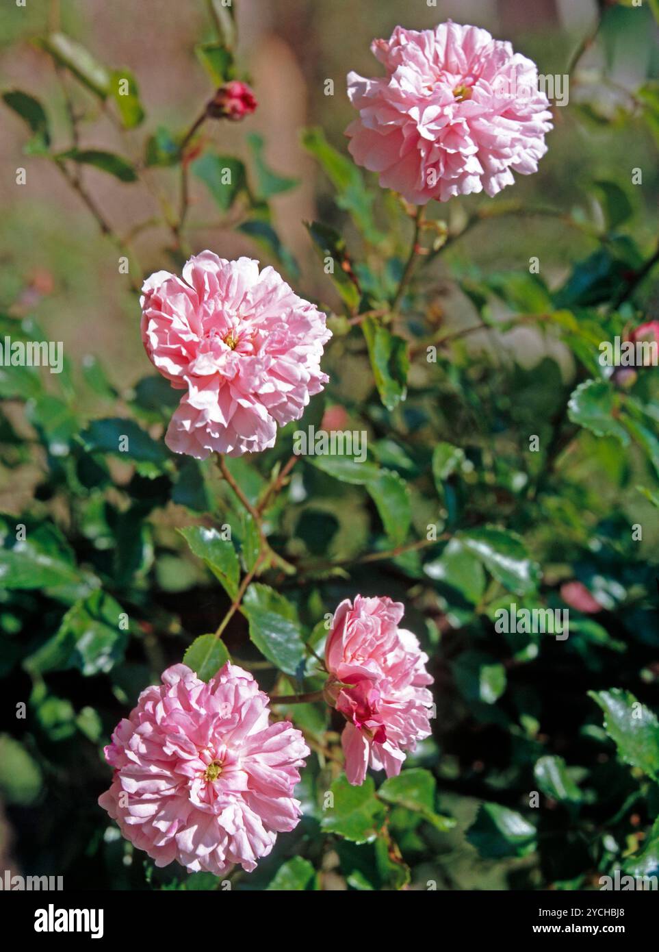 Mit zart hellrosa Blueten erfreut die Beet-und Strauchrose Rosa ...