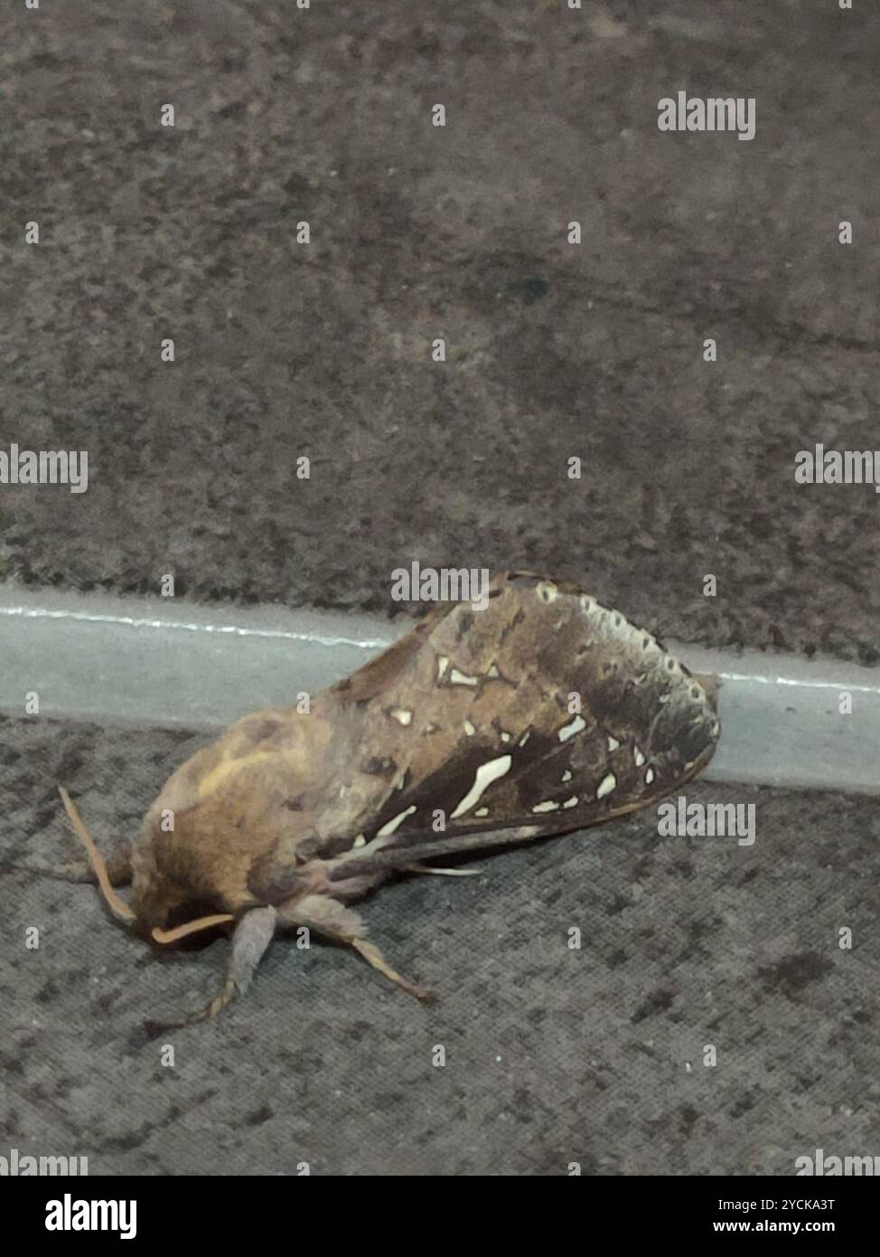 Wiseana signata -Fotos und -Bildmaterial in hoher Auflösung – Alamy