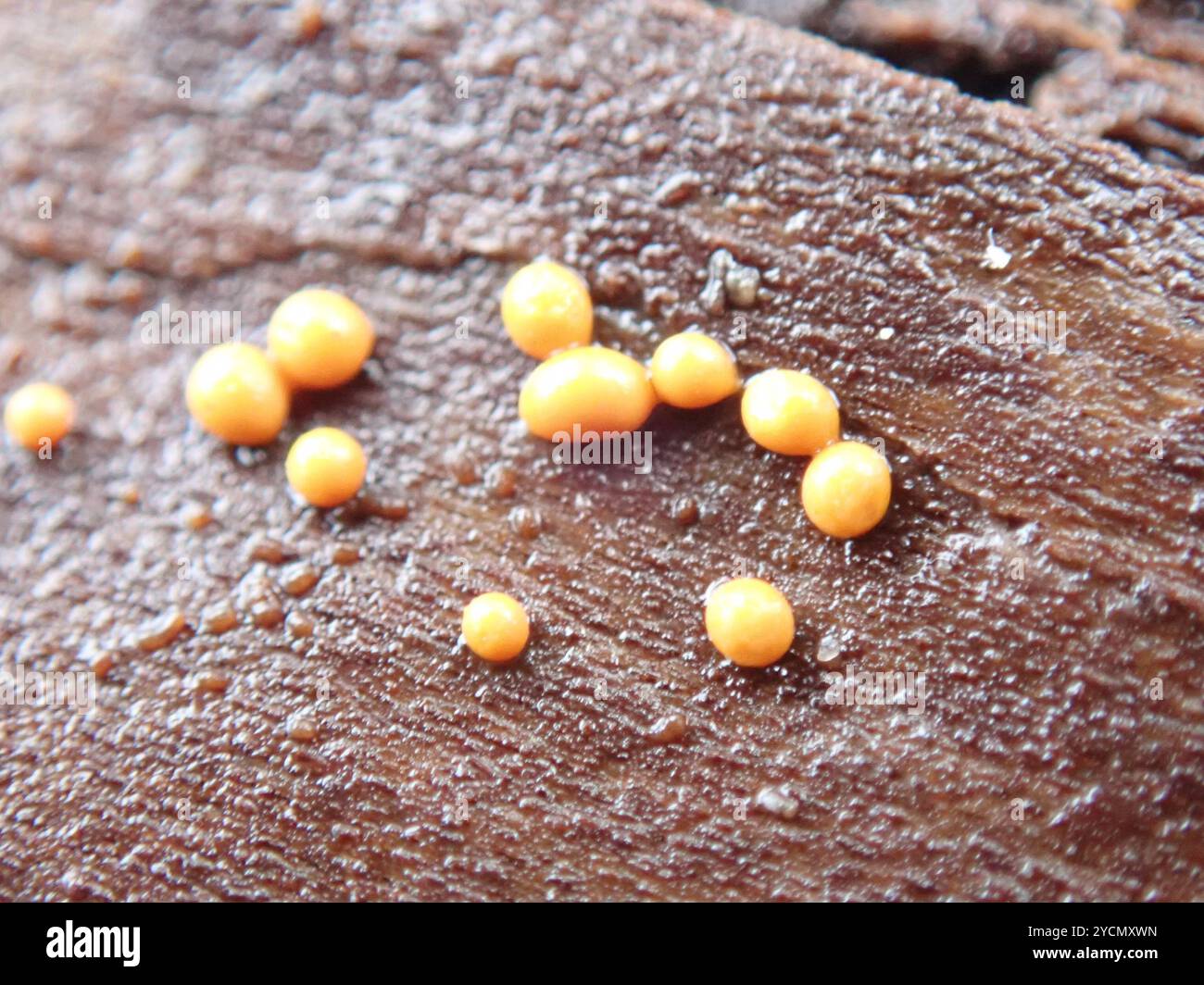 Trichia varia -Fotos und -Bildmaterial in hoher Auflösung – Alamy