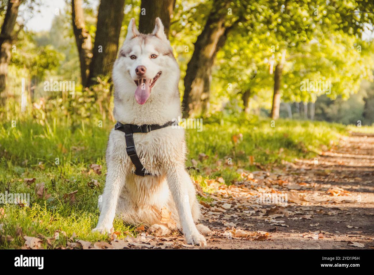 Junger hellbrauner hund -Fotos und -Bildmaterial in hoher Auflösung – Alamy