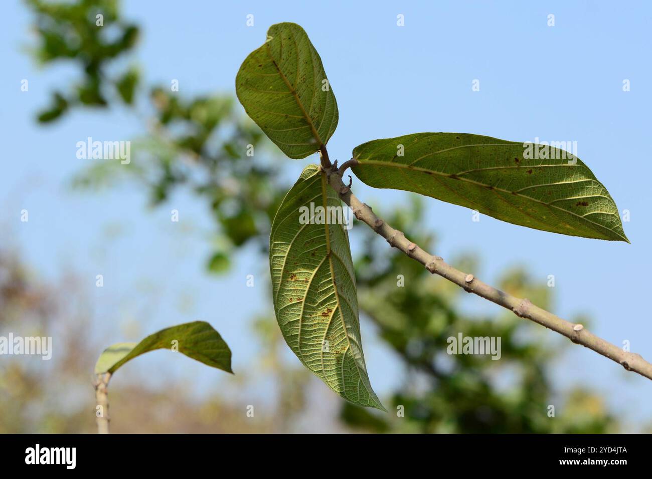 Ficus hispida blatt -Fotos und -Bildmaterial in hoher Auflösung – Alamy