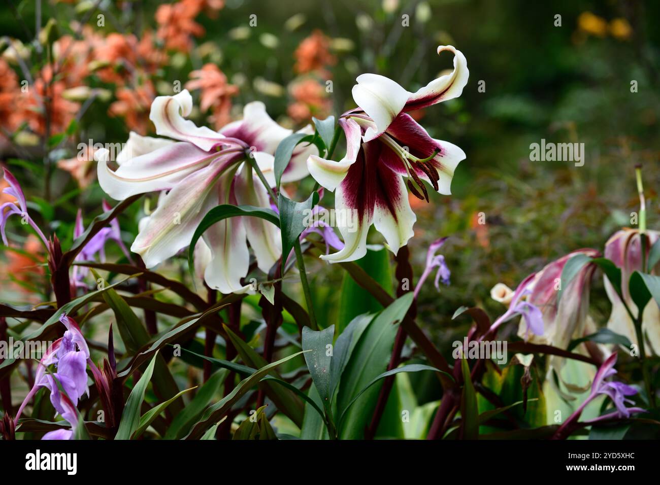 Nepalense x orientalische hybridlilie -Fotos und -Bildmaterial in hoher ...