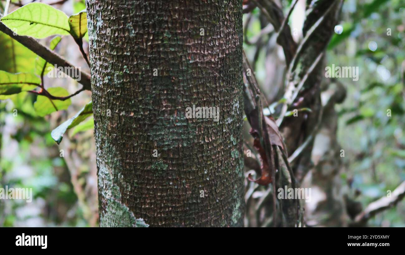 Gardenia rothmannia -Fotos und -Bildmaterial in hoher Auflösung – Alamy