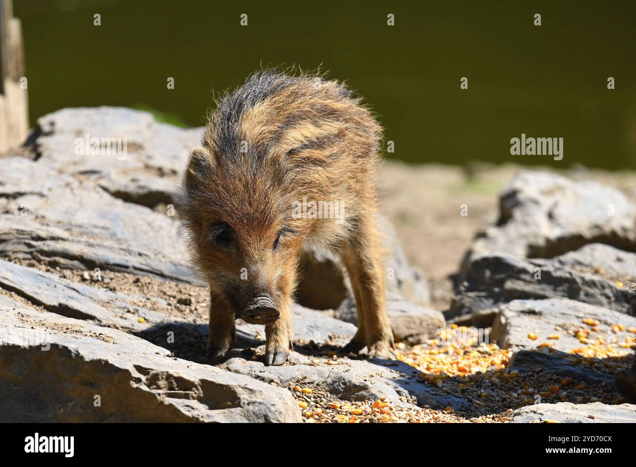 Frischlinge schwarzwild bunt -Fotos und -Bildmaterial in hoher ...