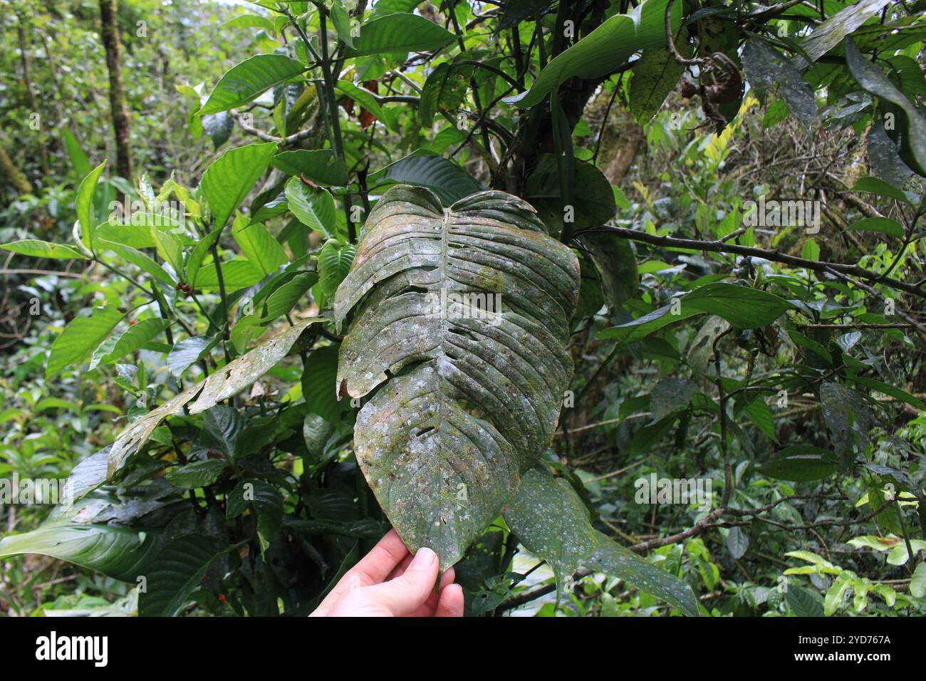 Monstera laniata -Fotos und -Bildmaterial in hoher Auflösung – Alamy