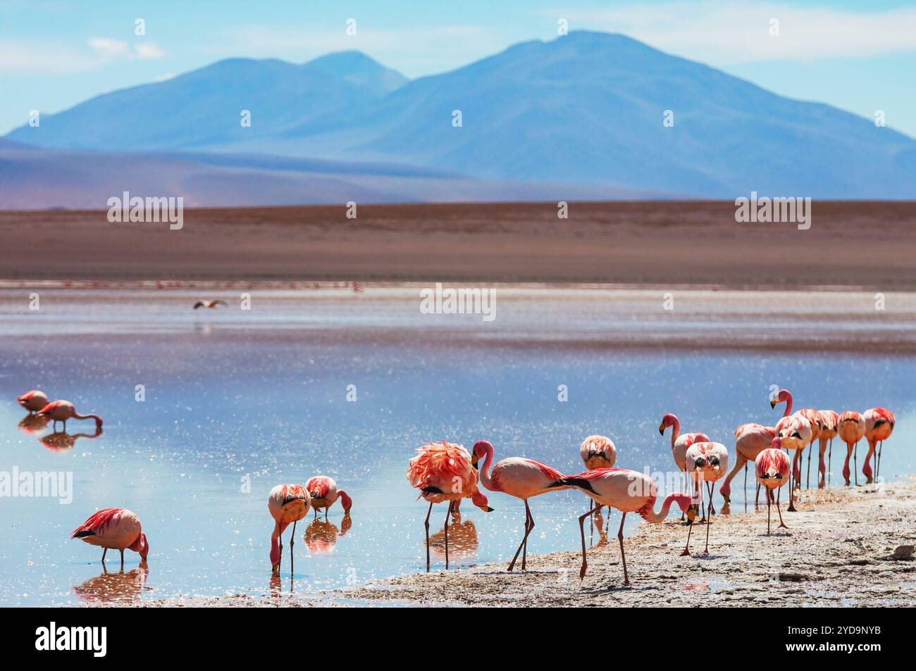 Andenflamingo und bergreflexion -Fotos und -Bildmaterial in hoher ...