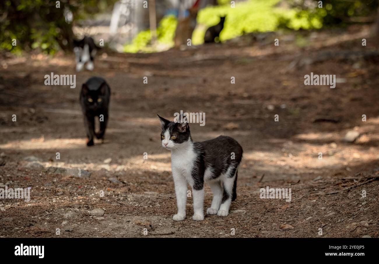 Katzen aus korfu -Fotos und -Bildmaterial in hoher Auflösung – Alamy
