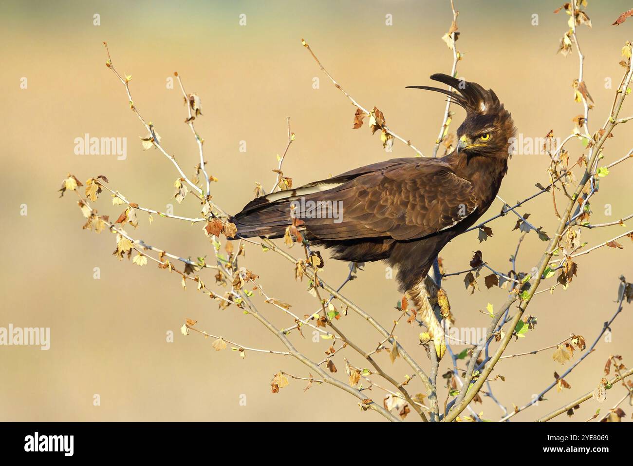 Raubvogel afrika -Fotos und -Bildmaterial in hoher Auflösung – Alamy