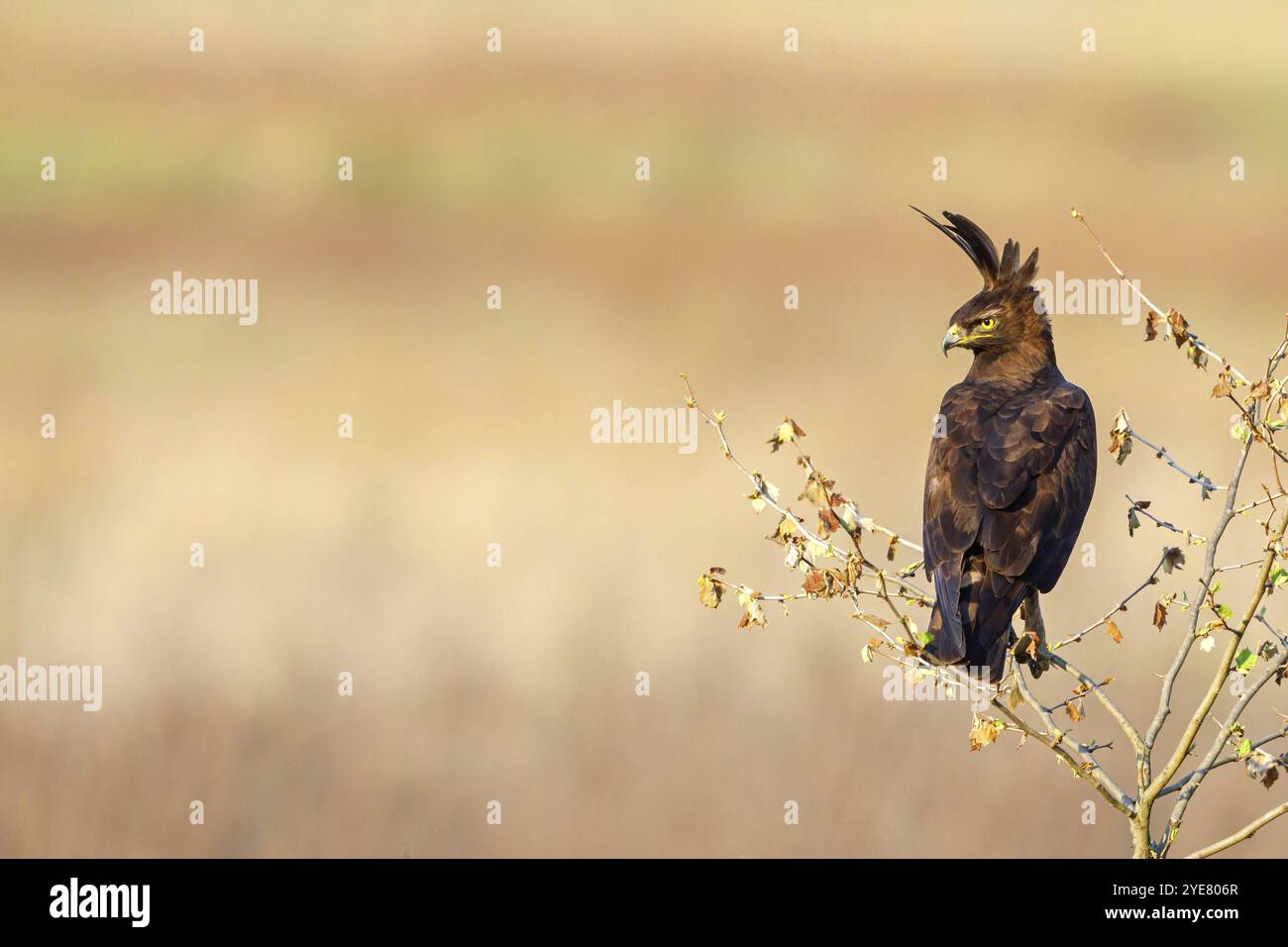 Haubenadler (Lophaetus occipital), hockender Vogel, Raubvogel, falkenähnliche Familie, eagle ...