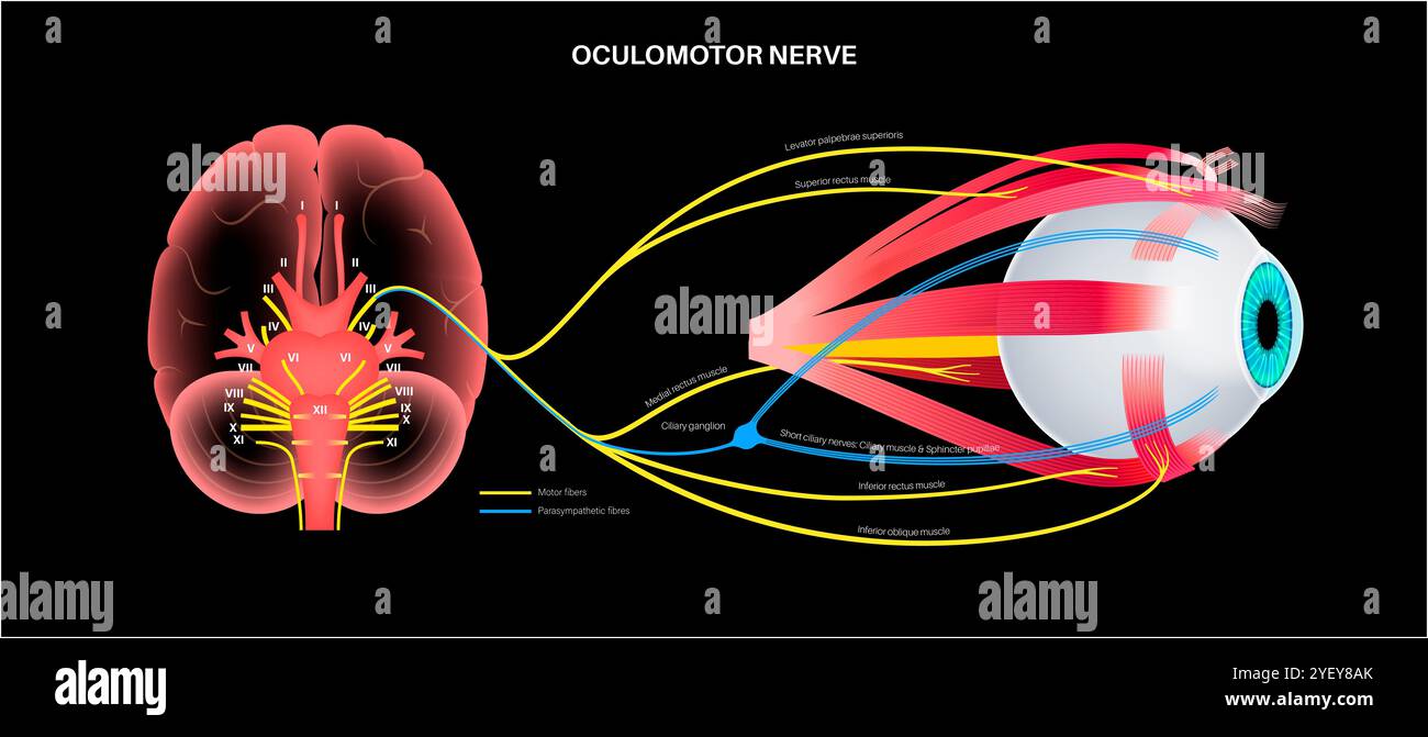 Darstellung der Anatomie des Okulomotorischen Nervus im menschlichen ...