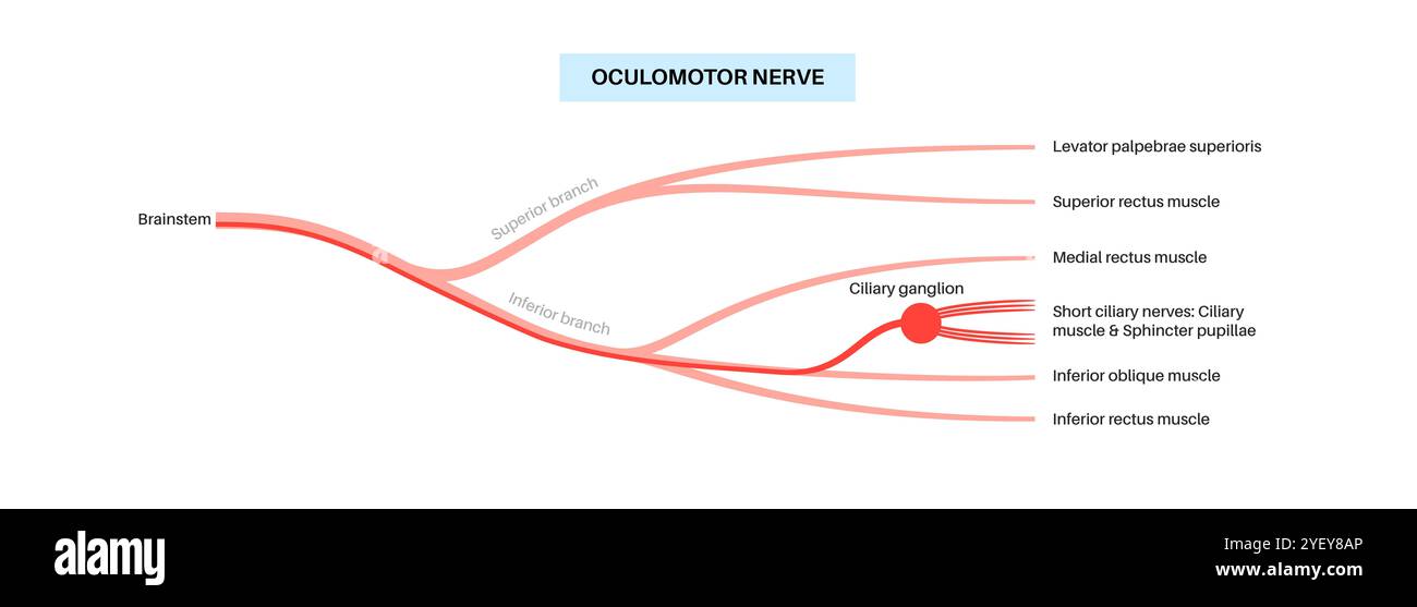 Darstellung der Anatomie des Okulomotorischen Nervus im menschlichen ...