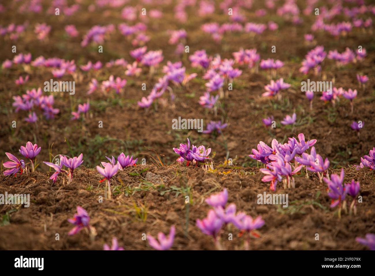 Allgemeine Ansicht der blühenden Safranblüten auf einem Feld während der Safranerntezeit in ...