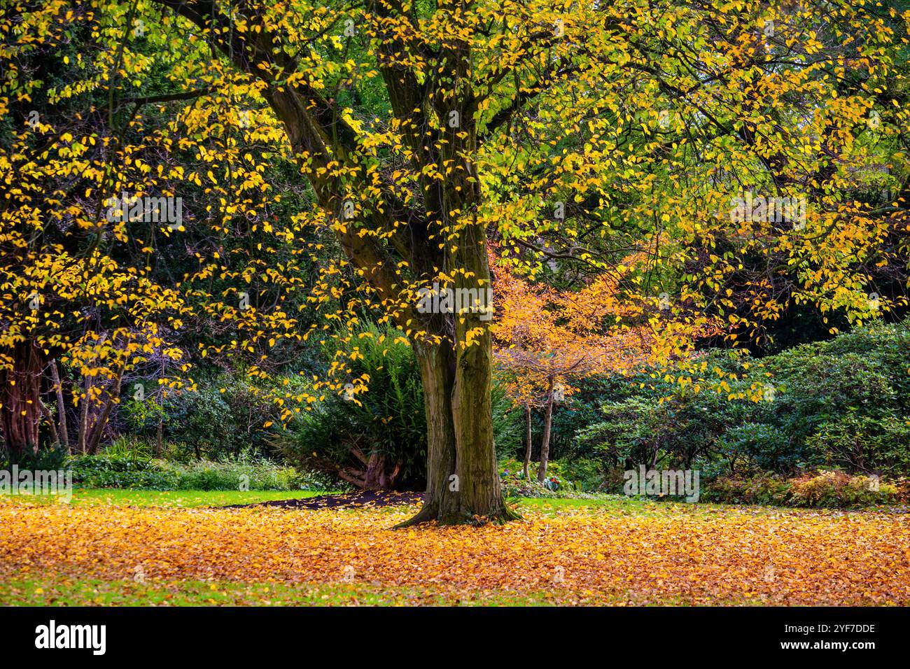 Baum Mit Sternformige Blattern