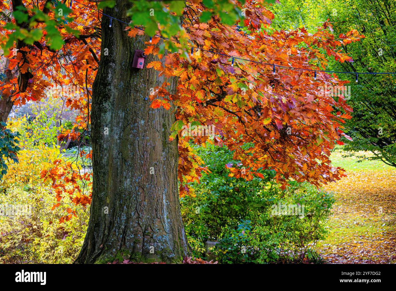 Baum Mit Sternformige Blattern