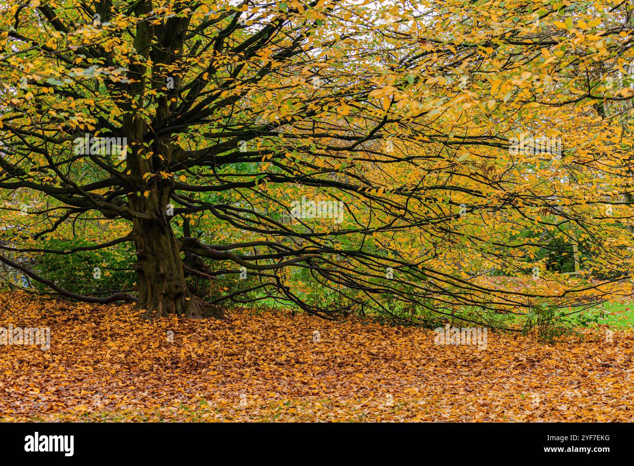 Baum Mit Sternformige Blattern