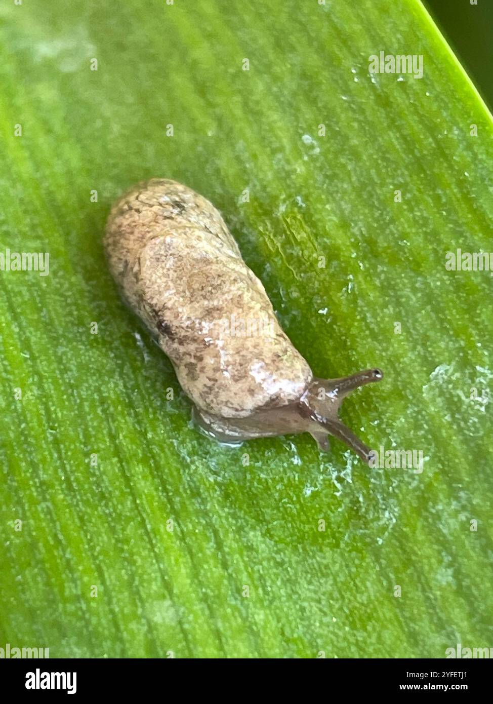 Milky slug deroceras reticulatum -Fotos und -Bildmaterial in hoher ...