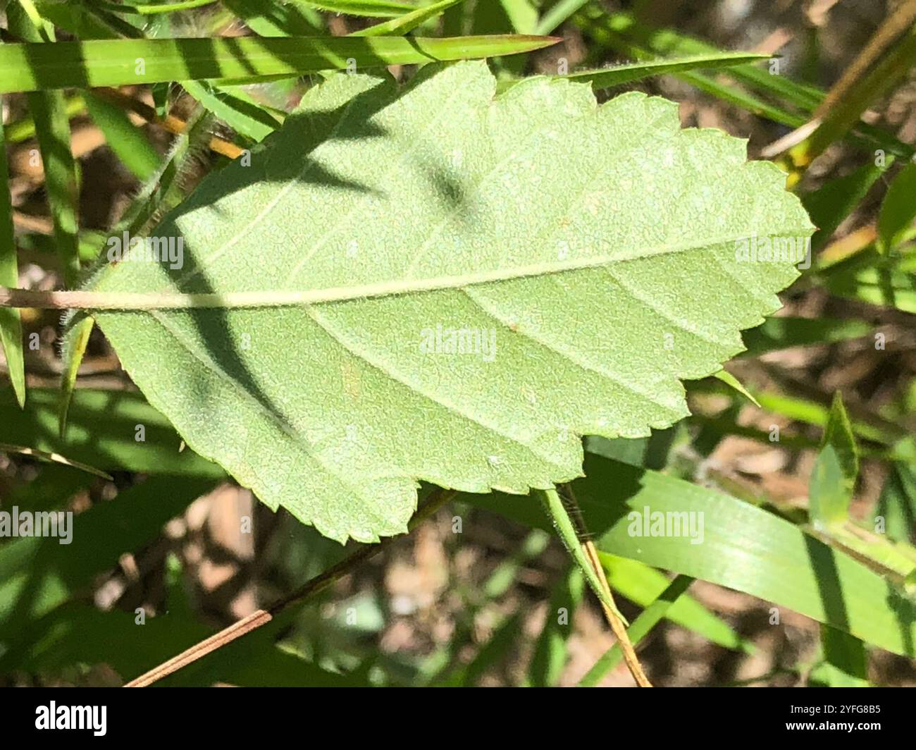 Malus ioensis -Fotos und -Bildmaterial in hoher Auflösung – Alamy