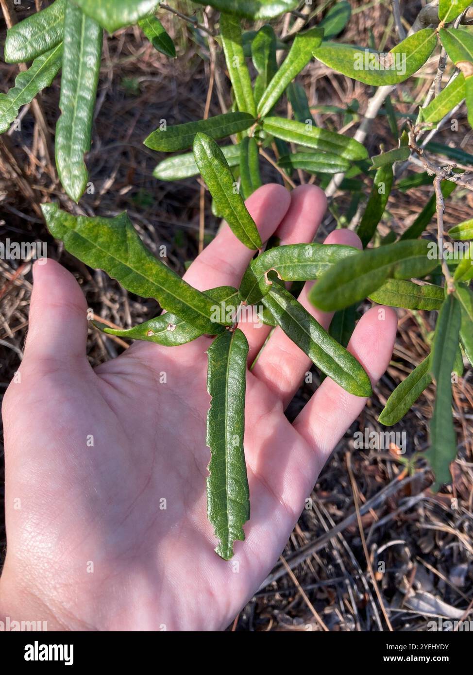Quercus minima -Fotos und -Bildmaterial in hoher Auflösung – Alamy