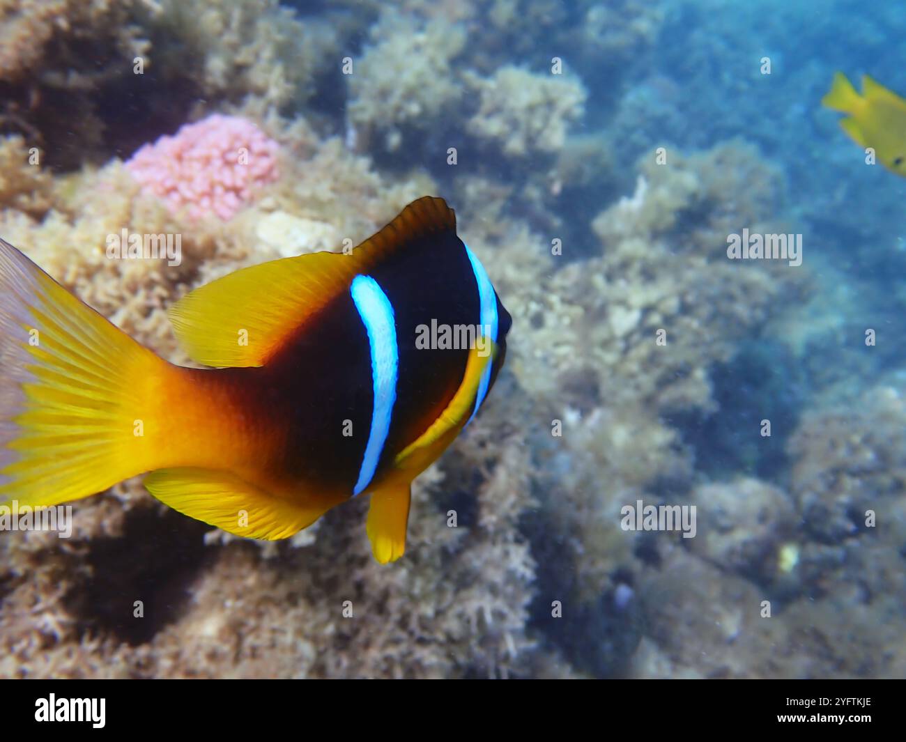 Der Orangenflossenanemonfisch (Amphiprion chrysopterus) ist ein ...