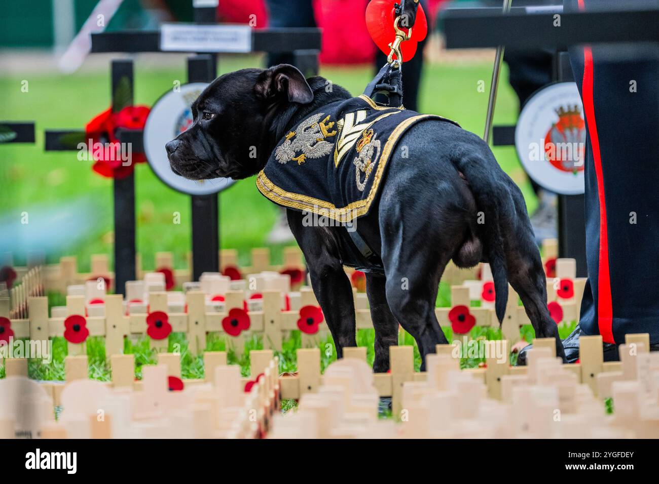 London, Großbritannien. November 2024. Watchman, ein Staffordshire Bull ...