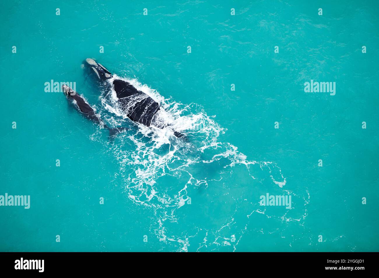 Mit walen schwimmen -Fotos und -Bildmaterial in hoher Auflösung – Alamy