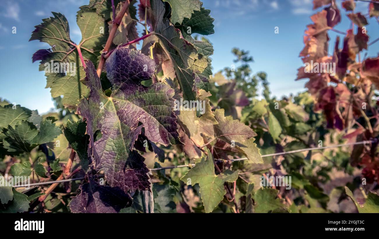Familie der weinreben -Fotos und -Bildmaterial in hoher Auflösung – Alamy