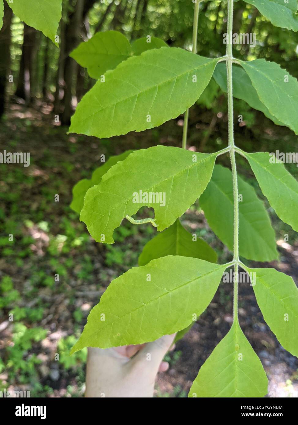 Spring cankerworm -Fotos und -Bildmaterial in hoher Auflösung – Alamy