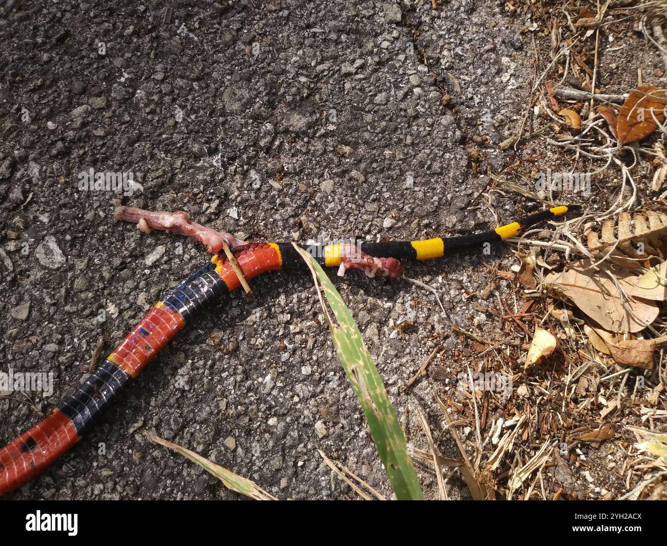 Micrurus fulvius -Fotos und -Bildmaterial in hoher Auflösung – Alamy