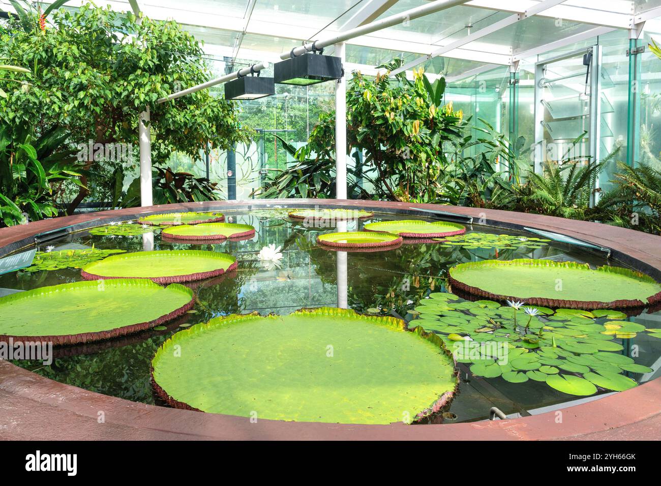 Victoria amazonica amazonica -Fotos und -Bildmaterial in hoher ...