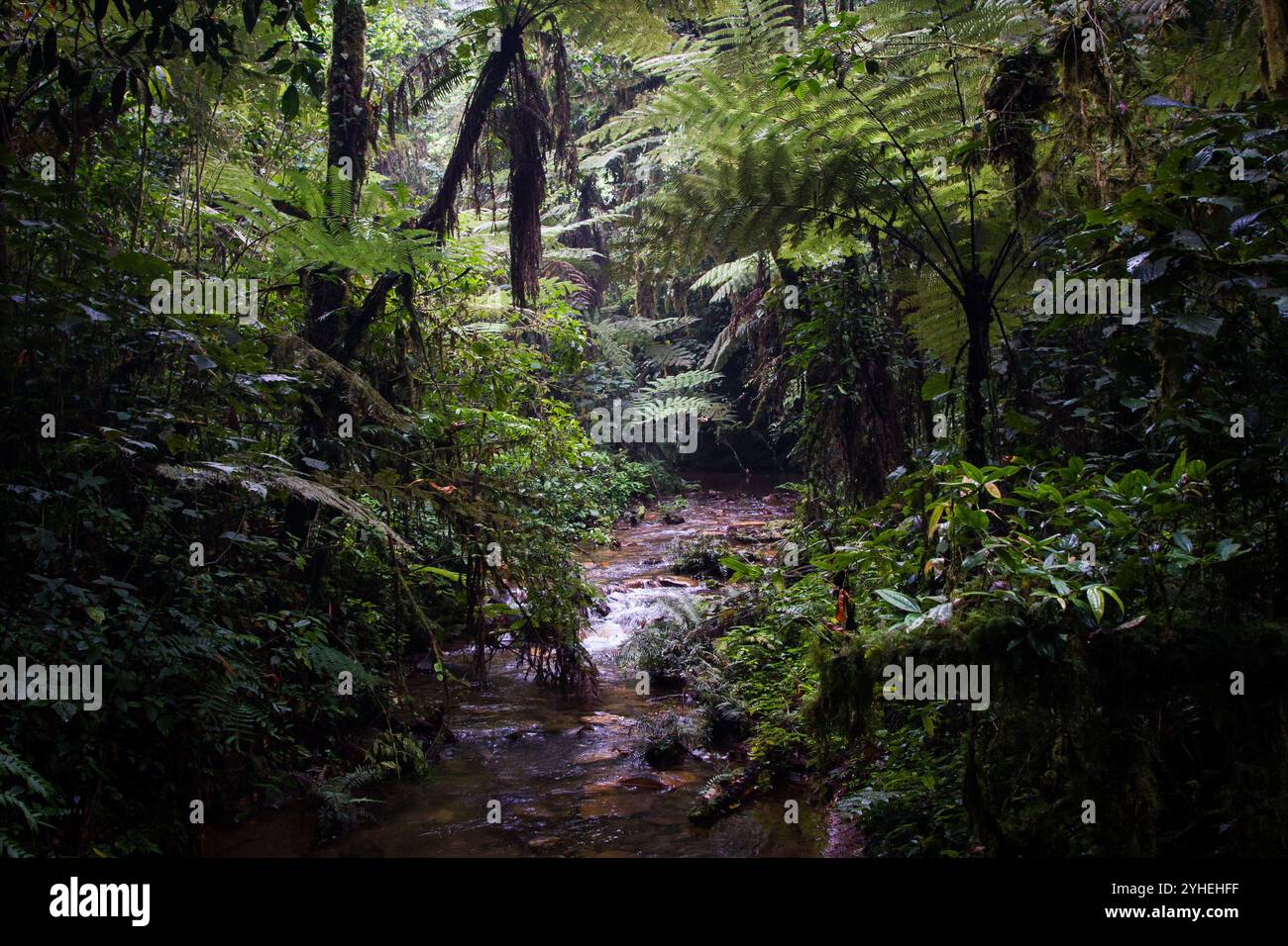 Der Bwindi Inpenetrable National Park, Kanungu District, Uganda, ist ...