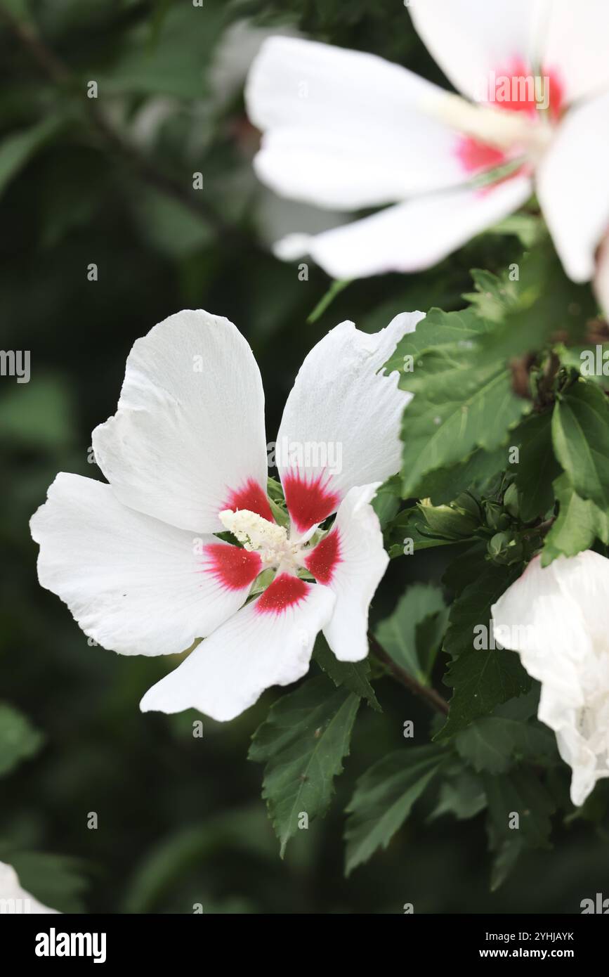 Rose von althea -Fotos und -Bildmaterial in hoher Auflösung – Alamy